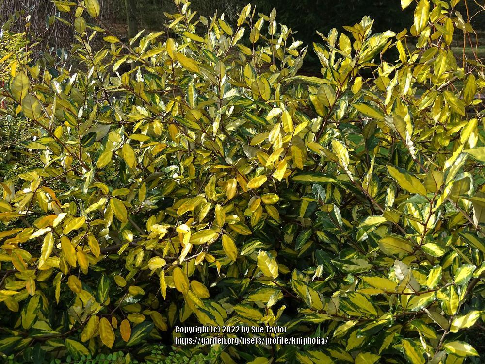 Photo of the leaves of Golden Elaeagnus (Elaeagnus pungens 'Maculata ...