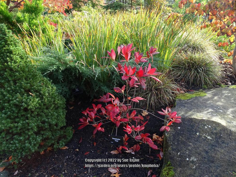 Photo of the fall color of Rhododendron 'Freya' posted by kniphofia ...