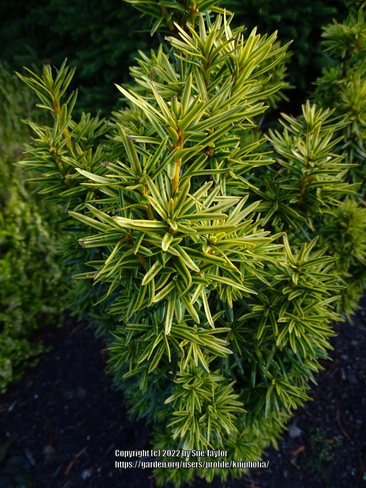 Photo of the leaves of English Yew (Taxus baccata 'David') posted by ...