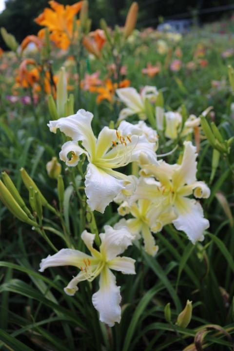 White or near white daylilies in the Daylilies forum - Garden.org
