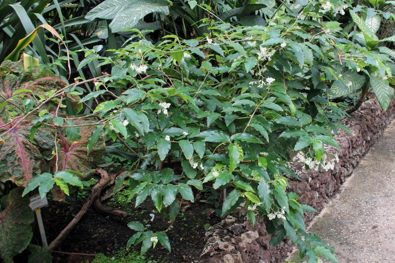 Photo of the entire plant of Begonia (Begonia undulata) posted by ...