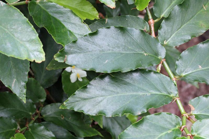 Photo of the leaves of Begonia (Begonia undulata) posted by RuuddeBlock ...