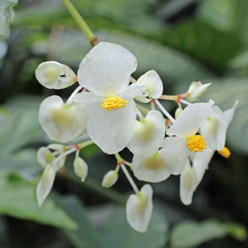 Begonia (Begonia undulata) in the Begonias Database - Garden.org