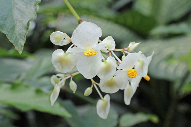 Photo of the bloom of Begonia (Begonia undulata) posted by RuuddeBlock ...