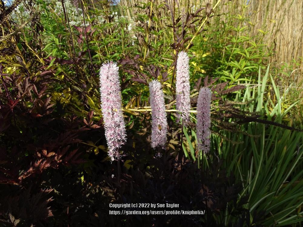 Photo of the bloom of Autumn Bugbane (Actaea simplex 'James Compton ...