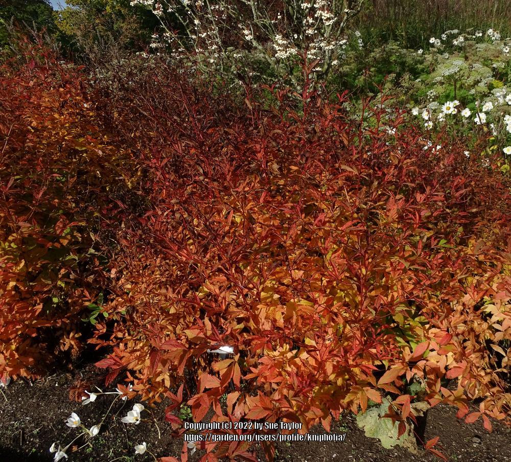 Photo of the fall color of Bowman's Root (Gillenia trifoliata) posted ...