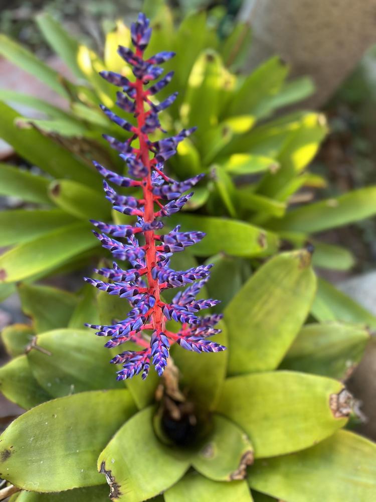 Photo of the bloom of Dwarf Blue Tango Bromeliad (Aechmea 'Del Mar ...
