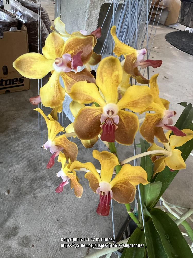 Photo of the bloom of Orchid (Vanda M. V. Tannins 'Kirk') posted by ...