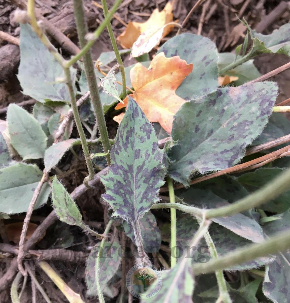 Photo of the leaves of Spotted Hawkweed (Hieracium maculatum) posted by ...