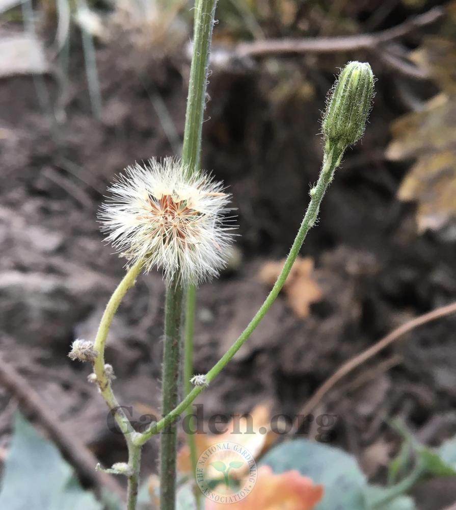 Photo of the seed pods or heads of Spotted Hawkweed (Hieracium ...