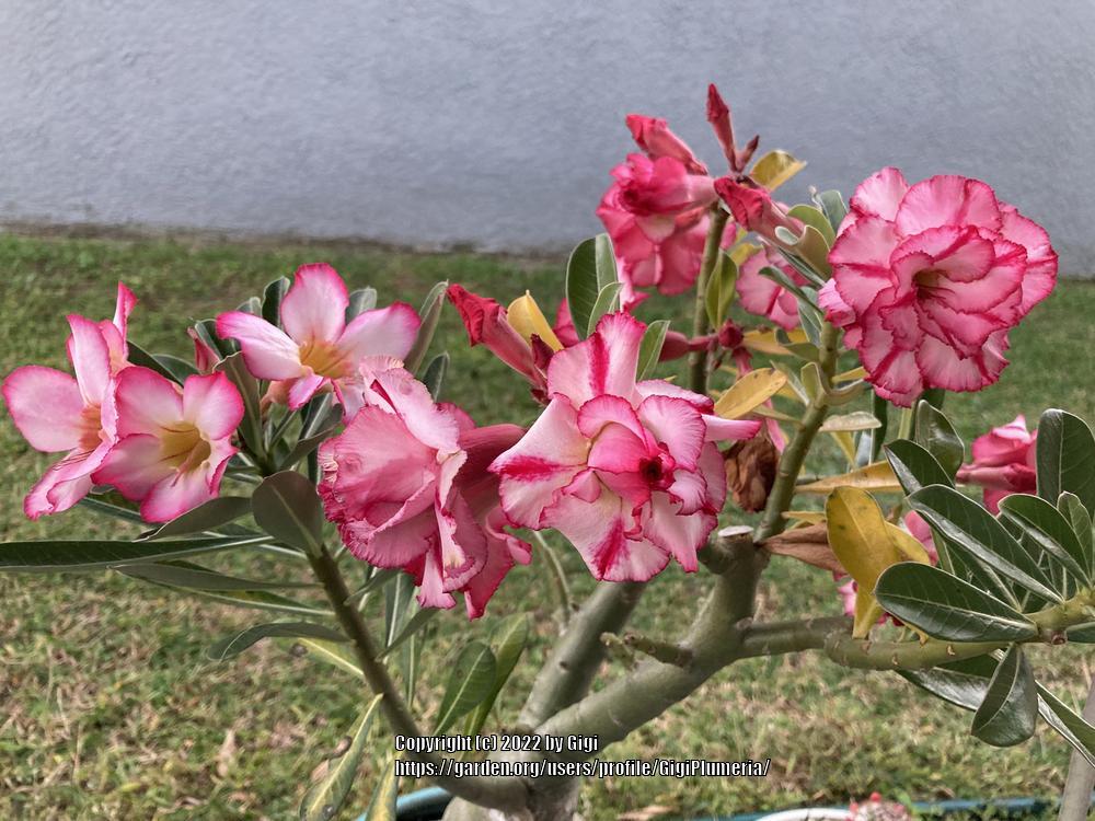 Dormancy, Activity, and Growth stages of adeniums in the Adeniums forum ...