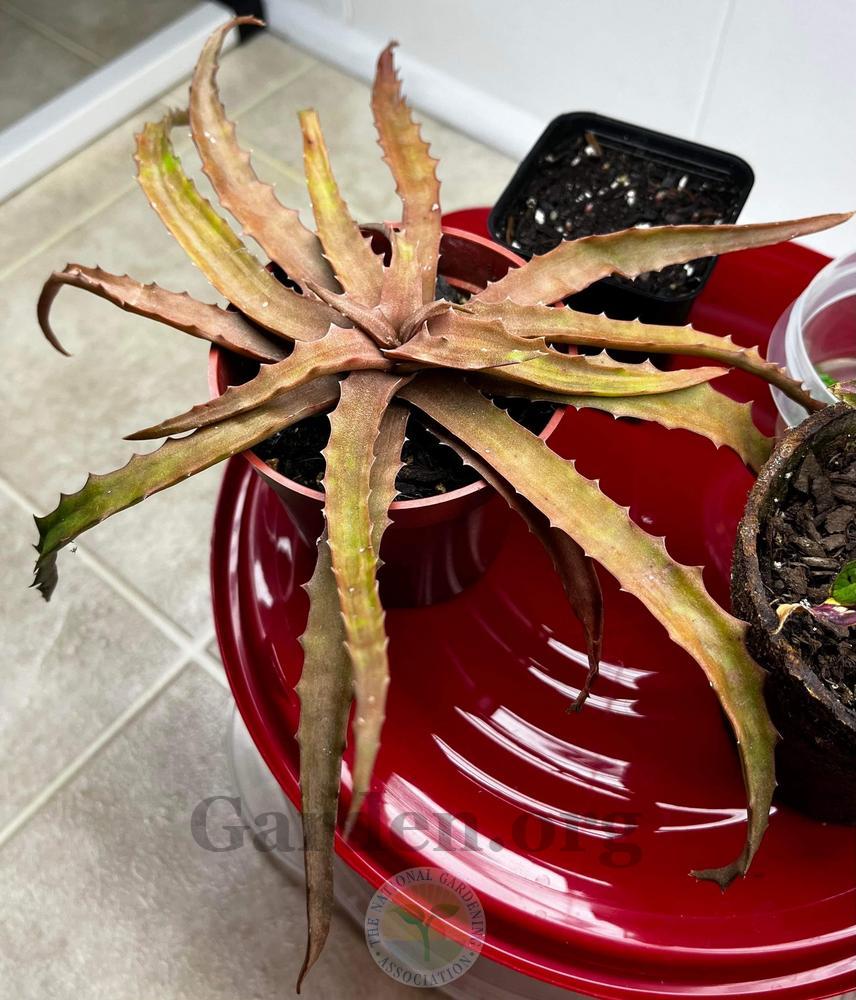 Photo of the entire plant of Aloe (Aloe prostrata) posted by Hamwild ...