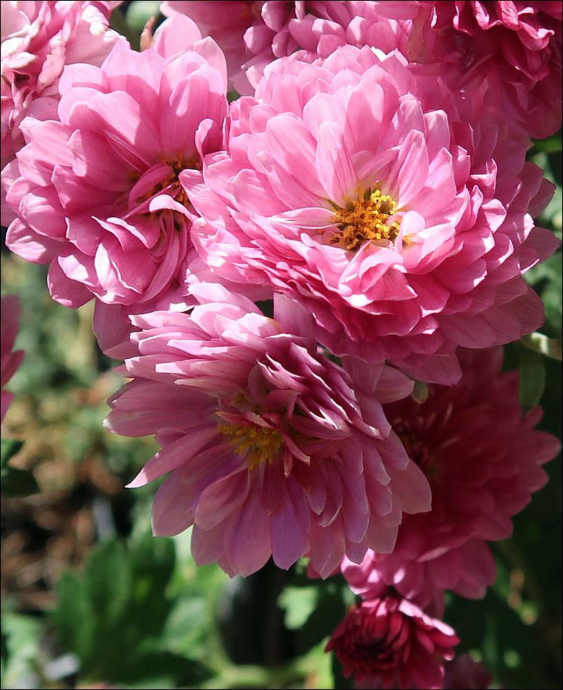 Photo of the bloom of Belgian Mum (Chrysanthemum x morifolium 'Padre ...