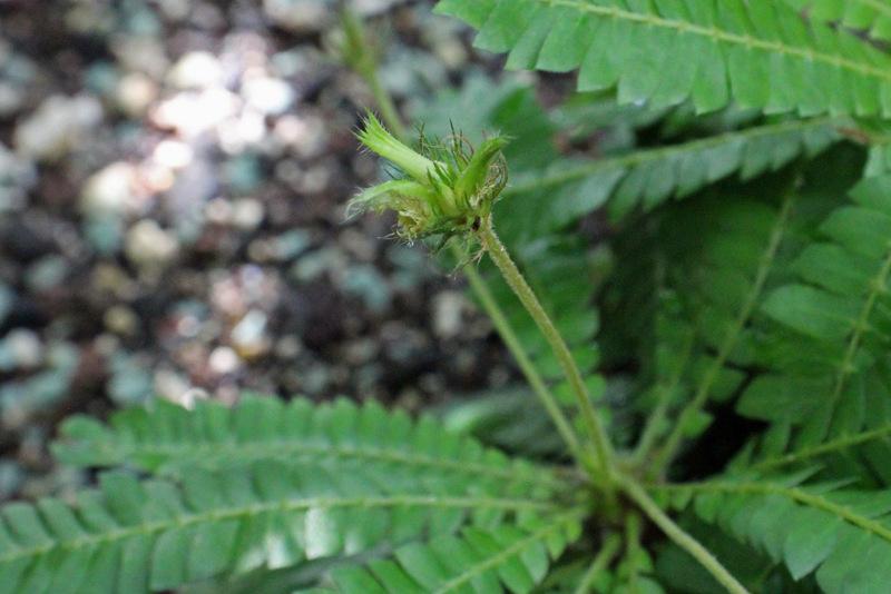 Photo of the closeup of buds, sepals and receptacles of Sensitive plant ...
