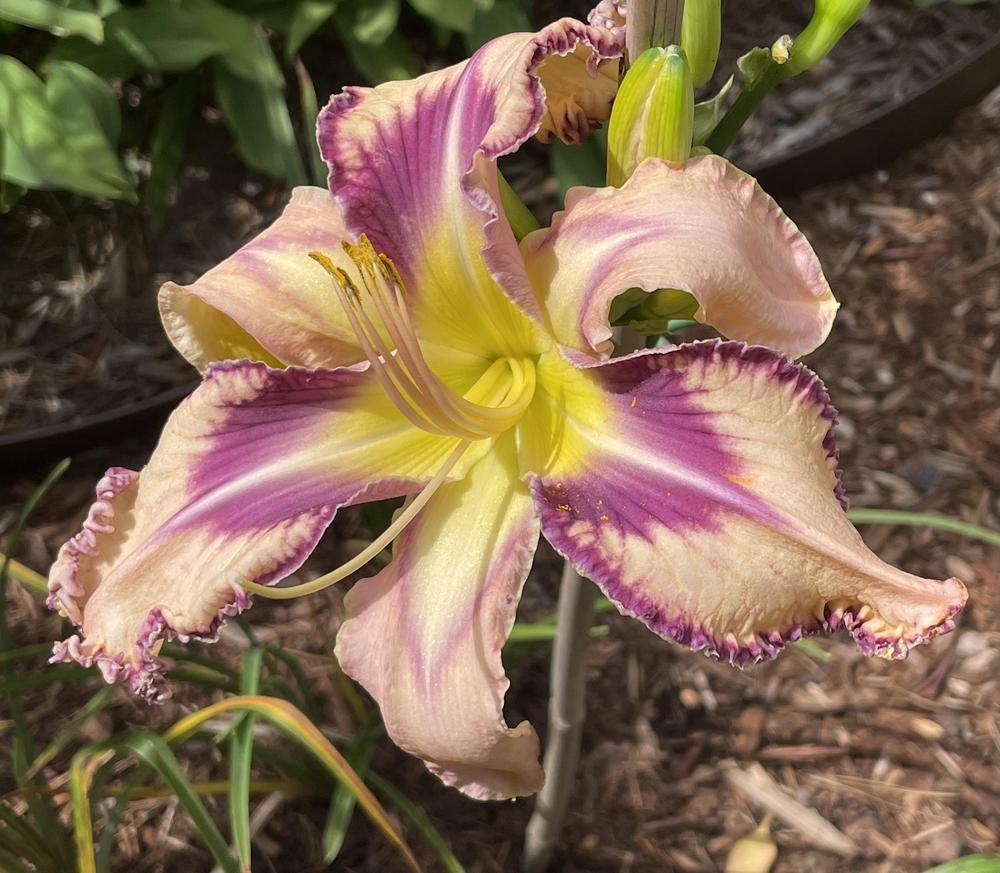 Photo of the bloom of Daylily (Hemerocallis 'Natures Way') posted by ...