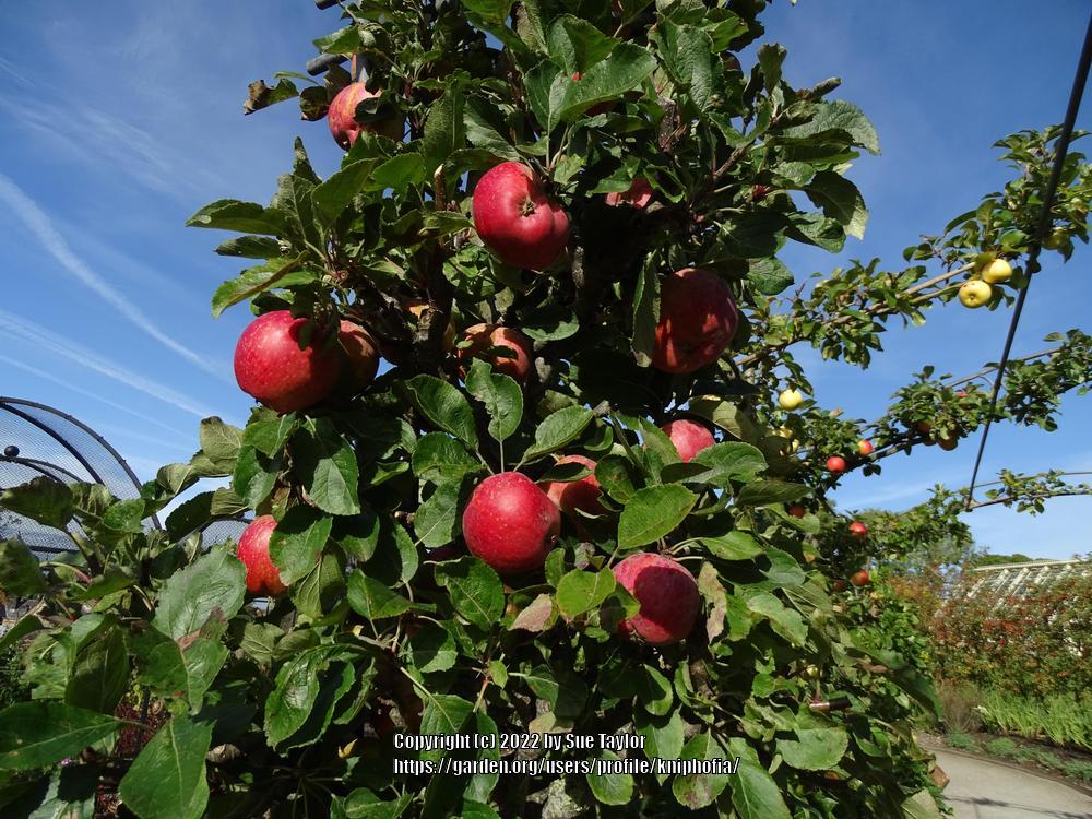 Apple (Malus domestica 'Captain Kidd') in the Apples Database - Garden.org