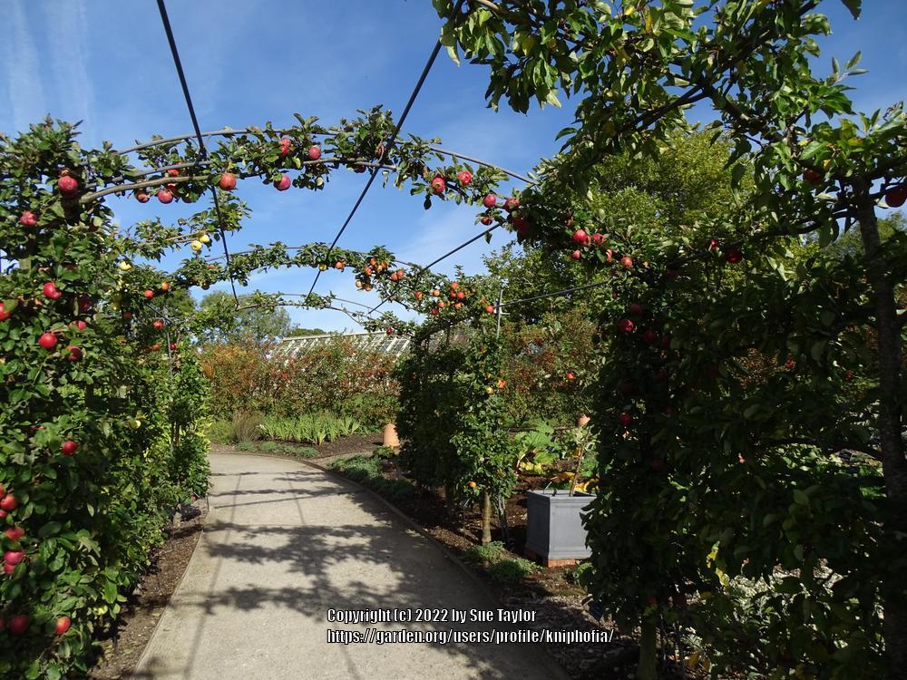 Photo of the entire plant of Apple (Malus domestica 'Captain Kidd ...
