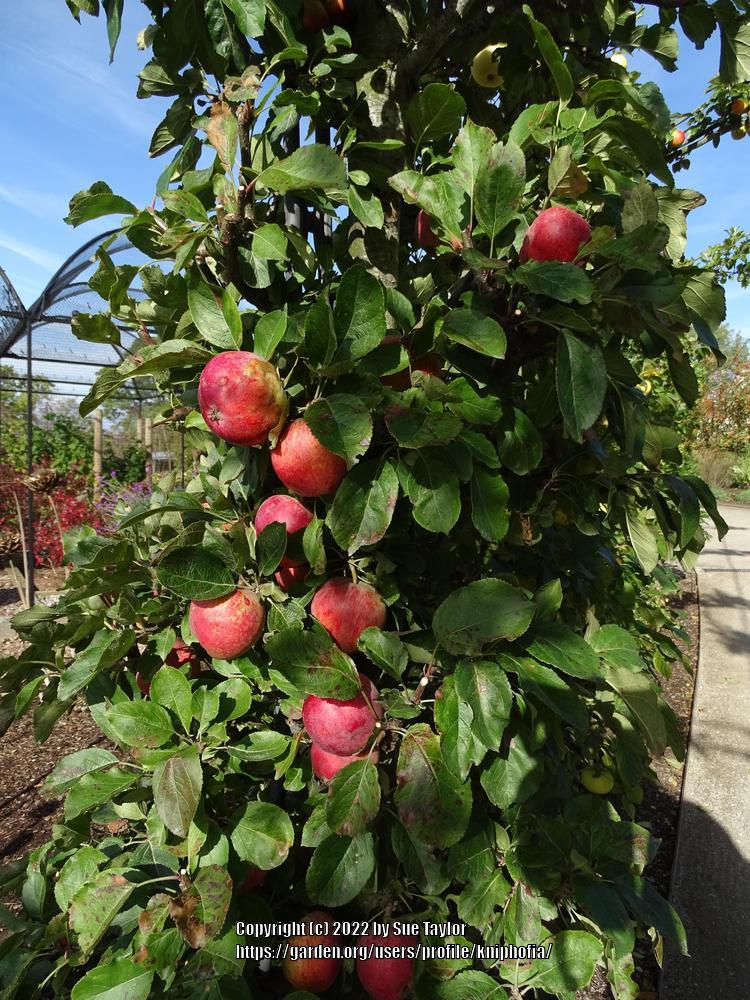 Photo of the fruit of Apple (Malus domestica 'Captain Kidd') posted by ...