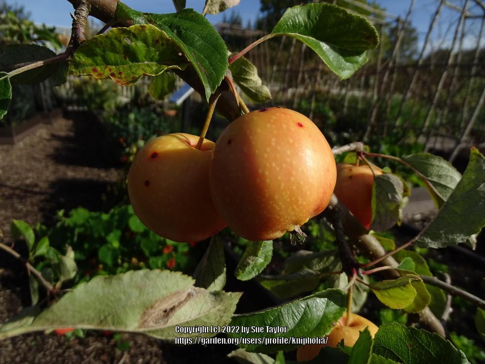 Photo of the fruit of Apple (Malus pumila Little Pax) posted by ...