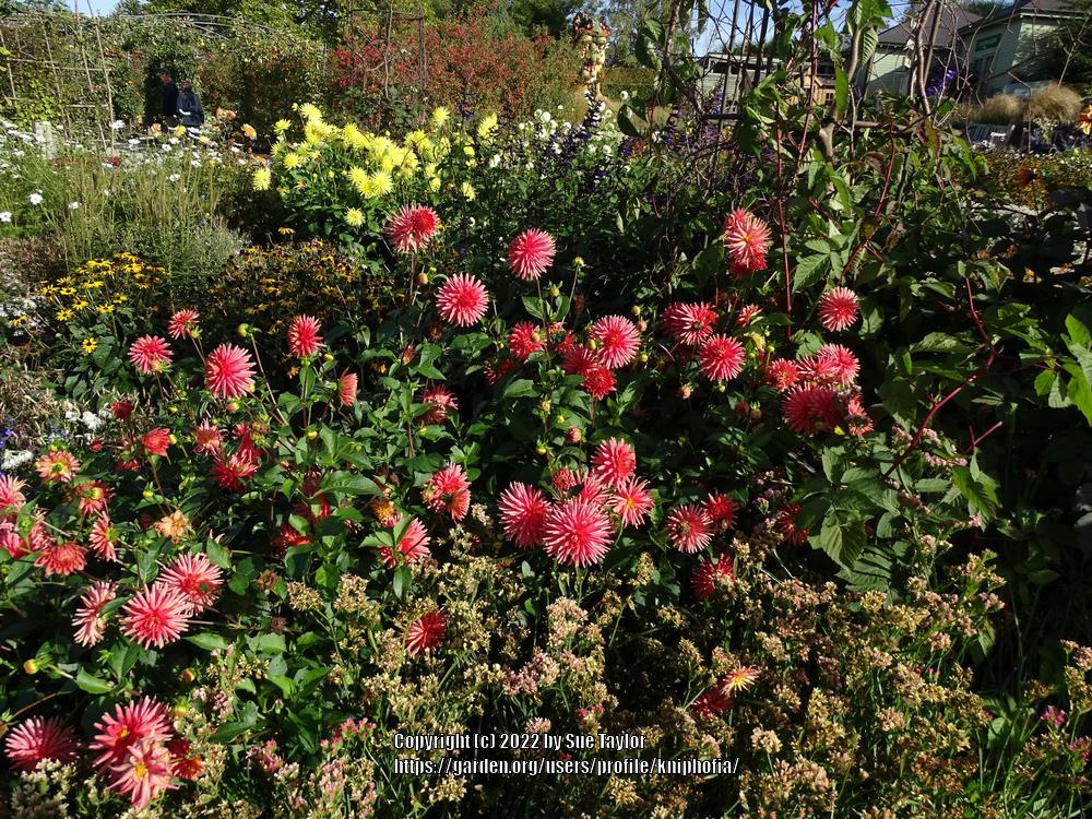 Dahlia 'Josudi Hercules' in the Dahlias Database - Garden.org