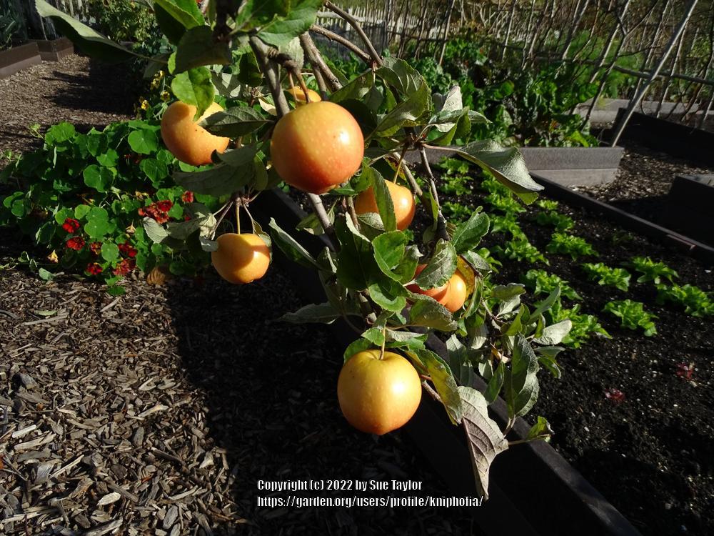 Photo of the fruit of Apple (Malus domestica Little Pax) posted by ...
