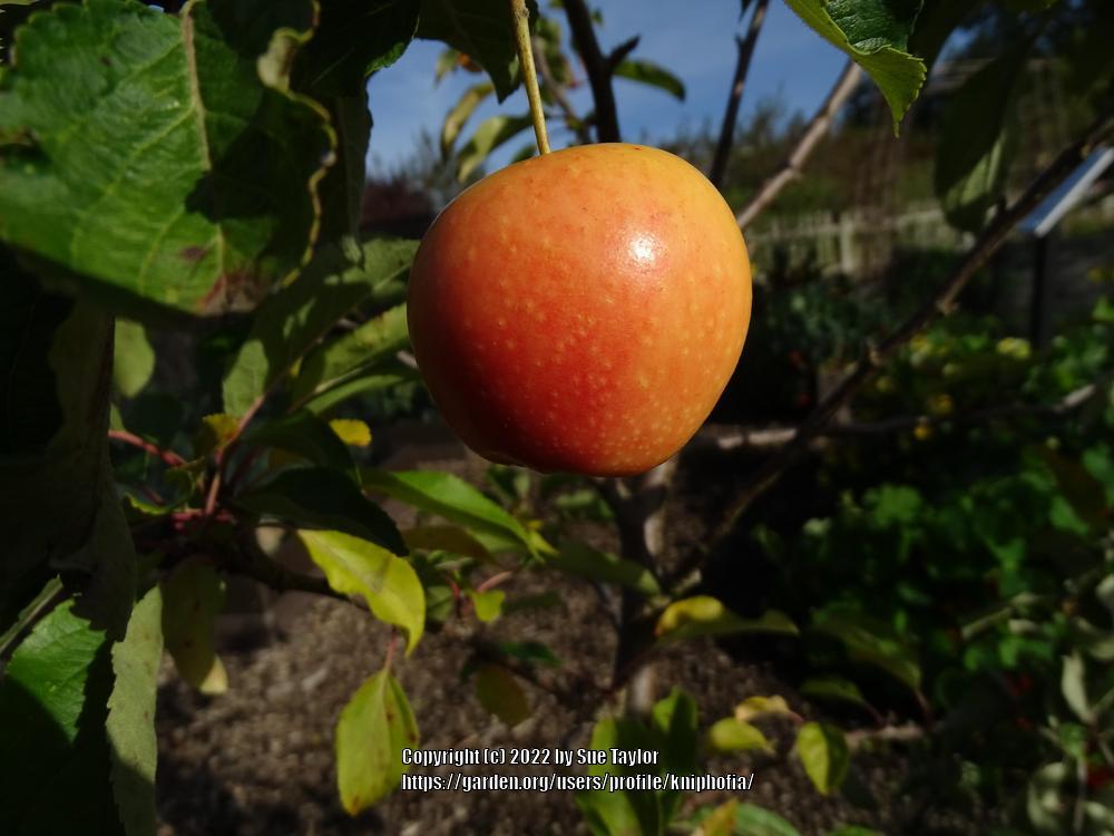Photo of the fruit of Apple (Malus domestica Little Pax) posted by ...