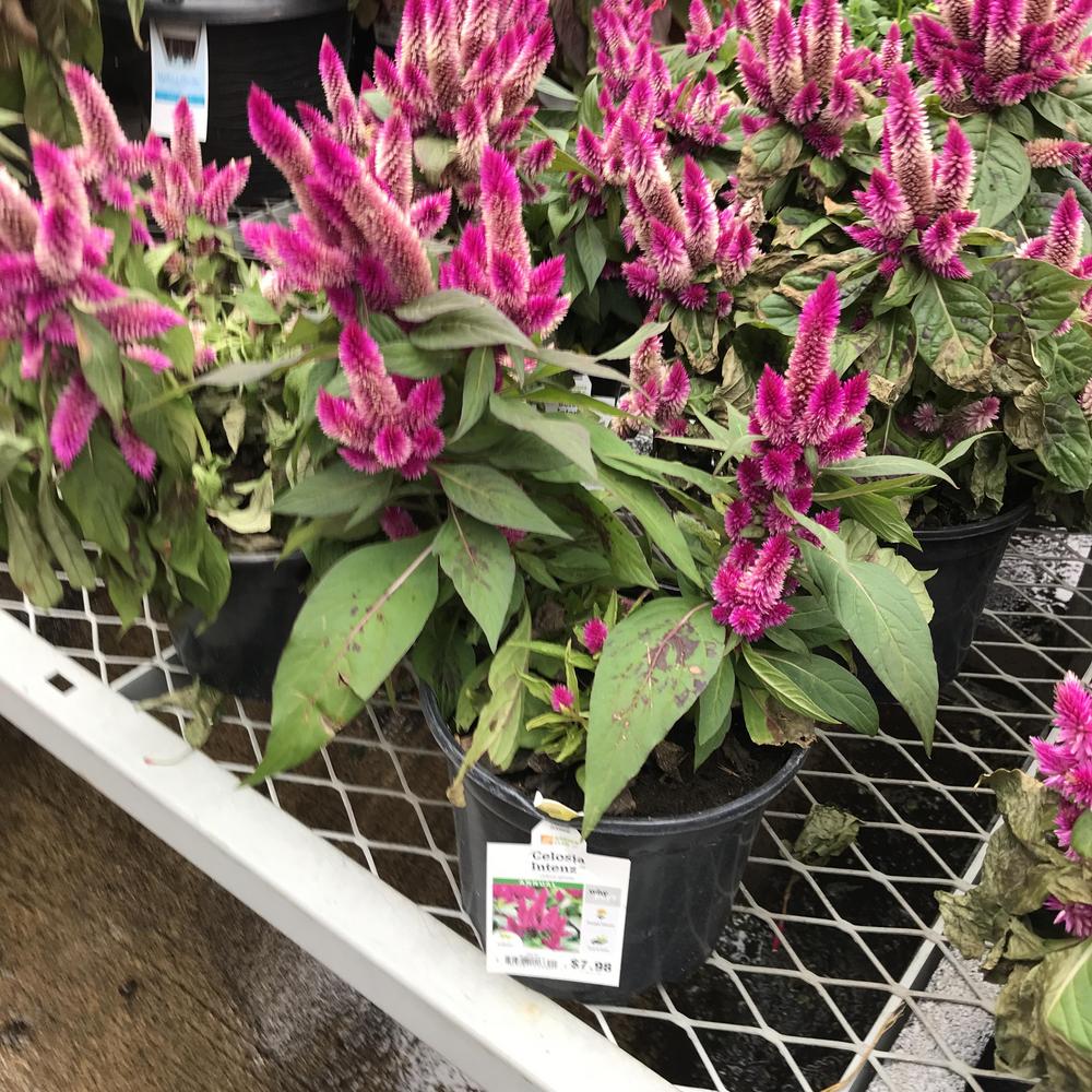Photo of the entire plant of Celosia argentea Intenz™ Classic posted by ...