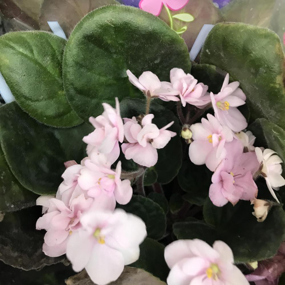 Photo of the entire plant of African Violet (Streptocarpus 'Rhapsodie ...
