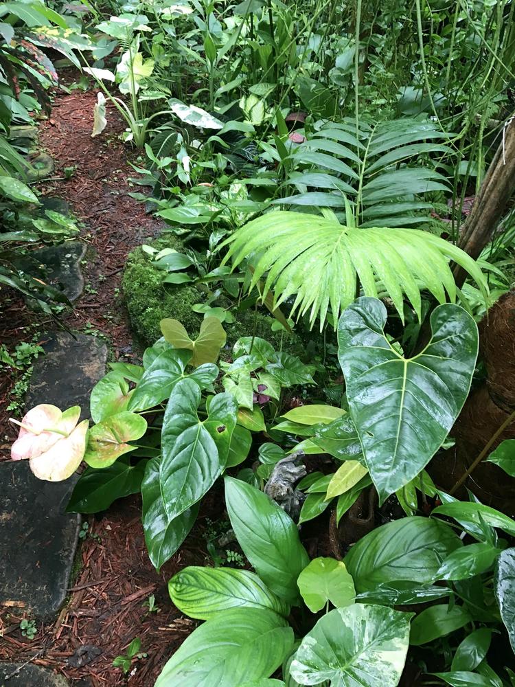 Rooting chamber in the Houseplants forum - Garden.org