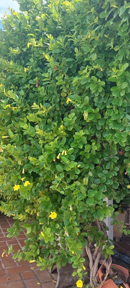 Photo of the entire plant of Wild Allamanda (Pentalinon luteum) posted ...