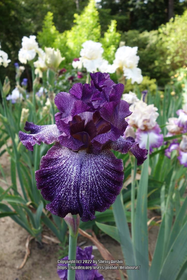 Photo of the bloom of Tall Bearded Iris (Iris 'Dark Storm') posted by ...