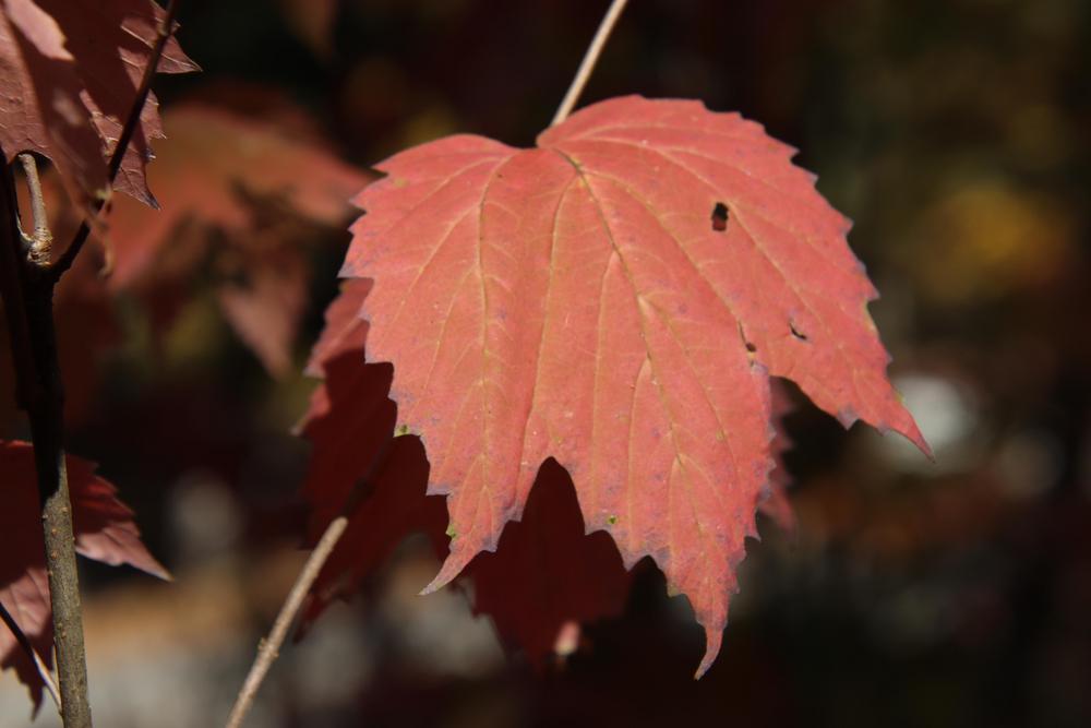 Photo of the leaves of Mapleleaf Viburnum (Viburnum acerifolium) posted ...