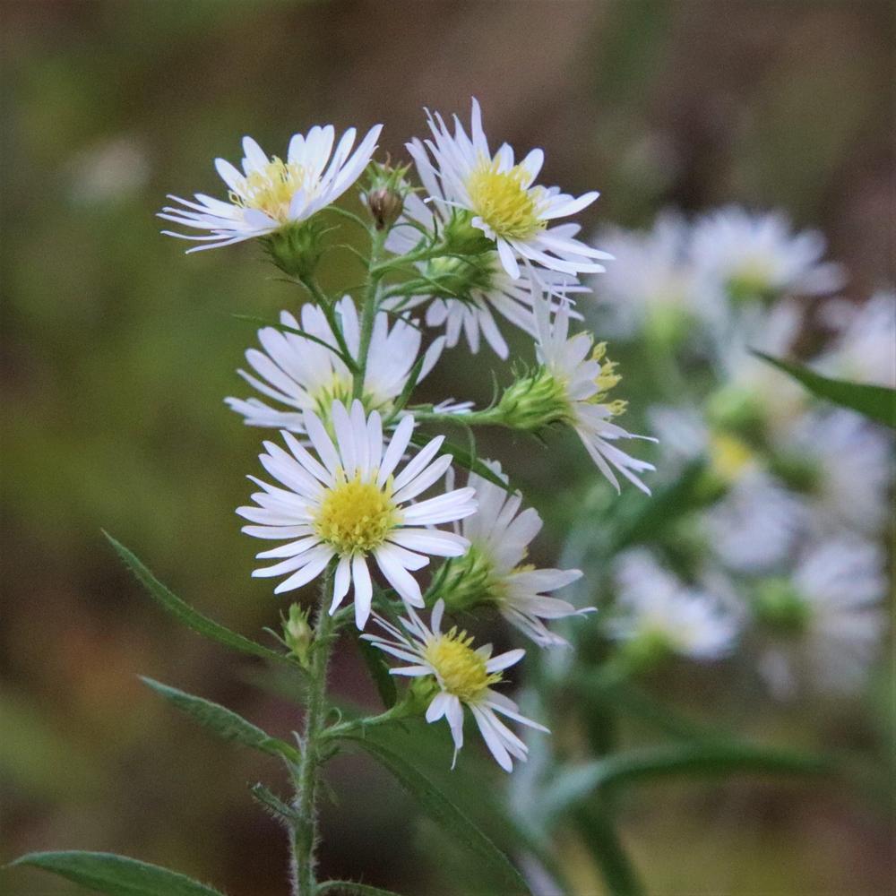 Photo of the bloom of White Panicle Aster (Symphyotrichum lanceolatum) posted by LoriMT - Garden.org