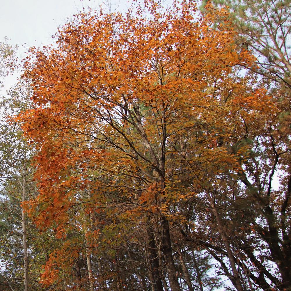 Photo of the entire plant of Red Maple (Acer rubrum) posted by LoriMT ...