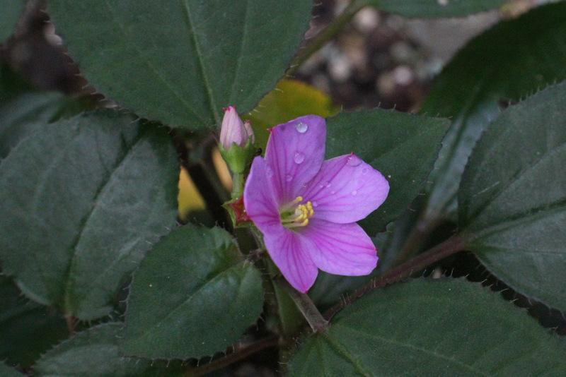 Photo of the bloom of Calvoa (Calvoa orientalis) posted by RuuddeBlock ...