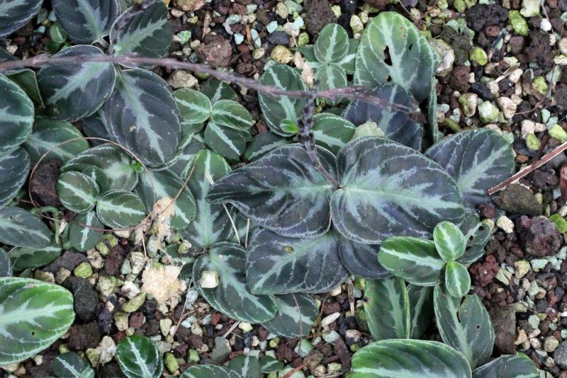 Photo of the entire plant of India Plant (Chamaeranthemum venosum ...