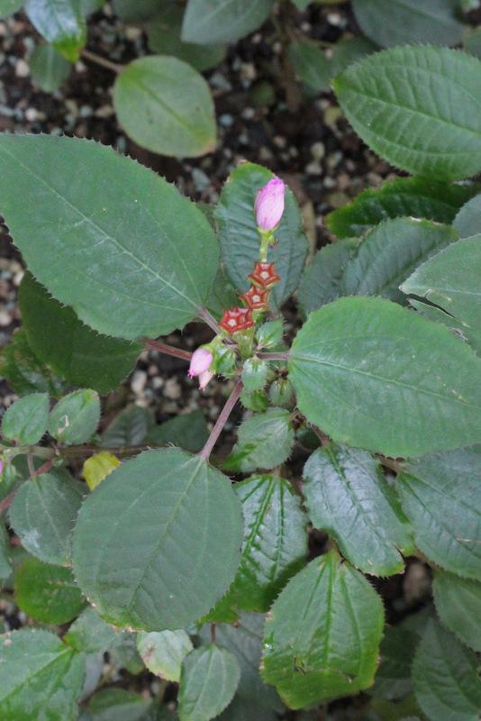 Photo of the leaves of Calvoa (Calvoa orientalis) posted by RuuddeBlock ...