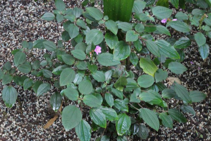 Photo of the entire plant of Calvoa (Calvoa orientalis) posted by ...