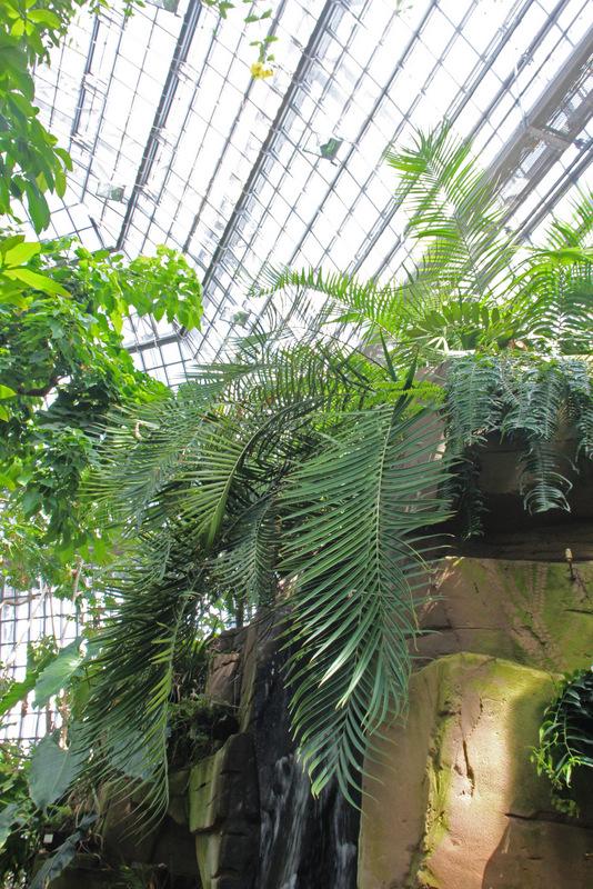 Photo of the entire plant of Bamboo Cycad (Ceratozamia mexicana) posted ...