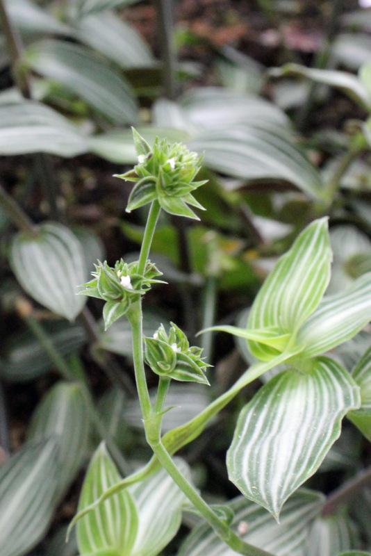 Photo of the bloom of Striped Inch Plant (Callisia gentlei var. elegans ...