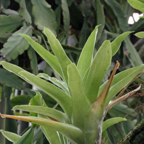 Bromeliad (Catopsis morreniana) - Garden.org