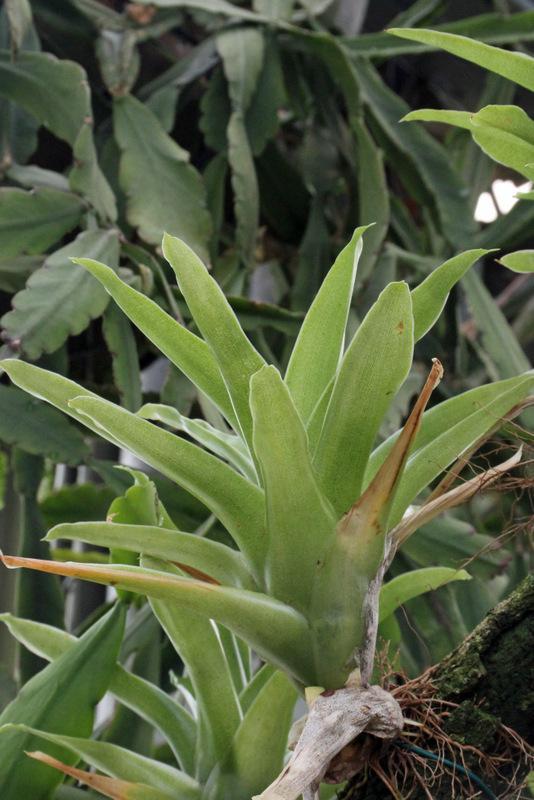 Photo of the entire plant of Bromeliad (Catopsis morreniana) posted by ...