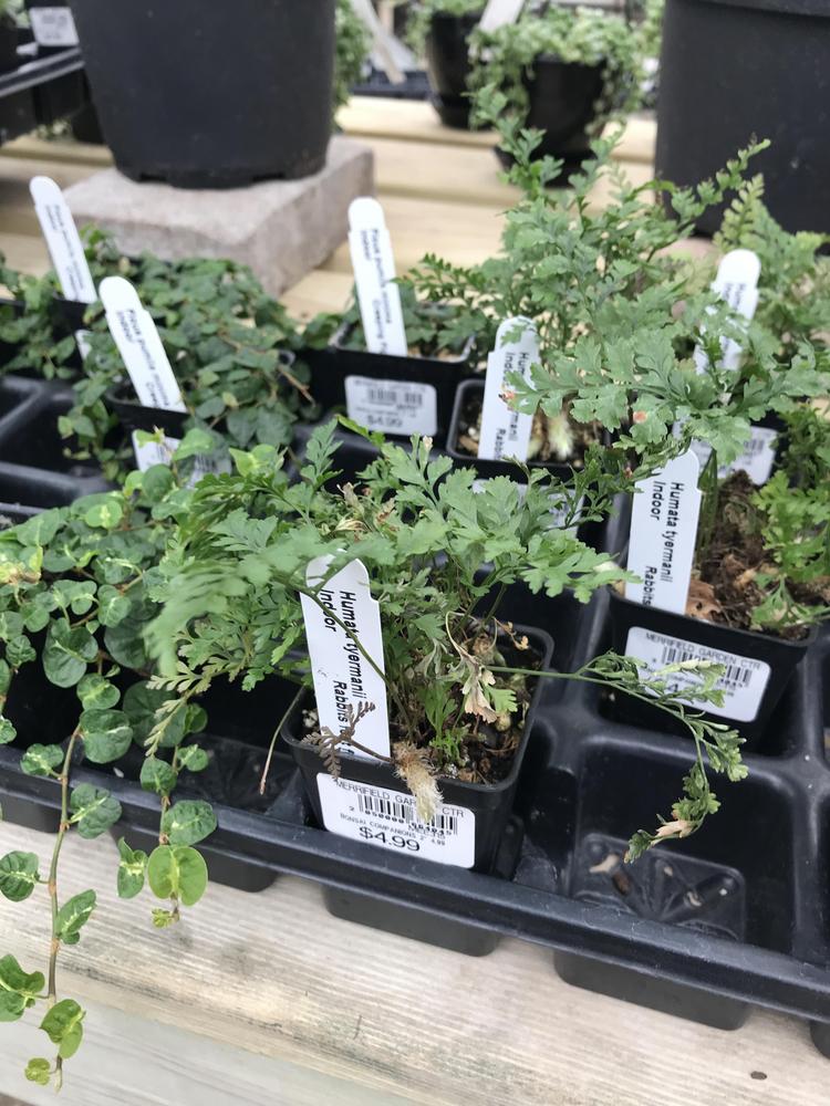 Photo of the entire plant of White Rabbit's Foot Fern (Davallia ...