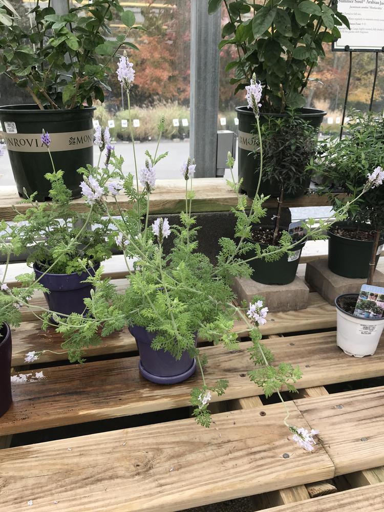 Photo of the entire plant of Fernleaf Lavender (Lavandula multifida ...