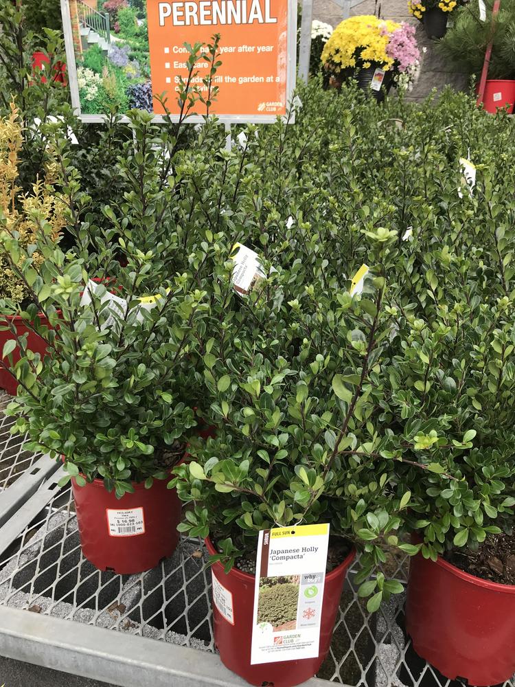 Photo of the entire plant of Japanese Holly (Ilex crenata 'Compacta ...