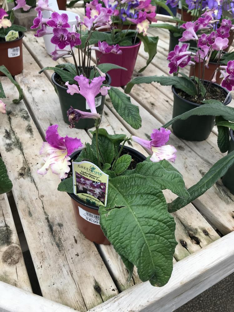 Photo of the entire plant of Cape Primrose (Streptocarpus Ladyslippers ...