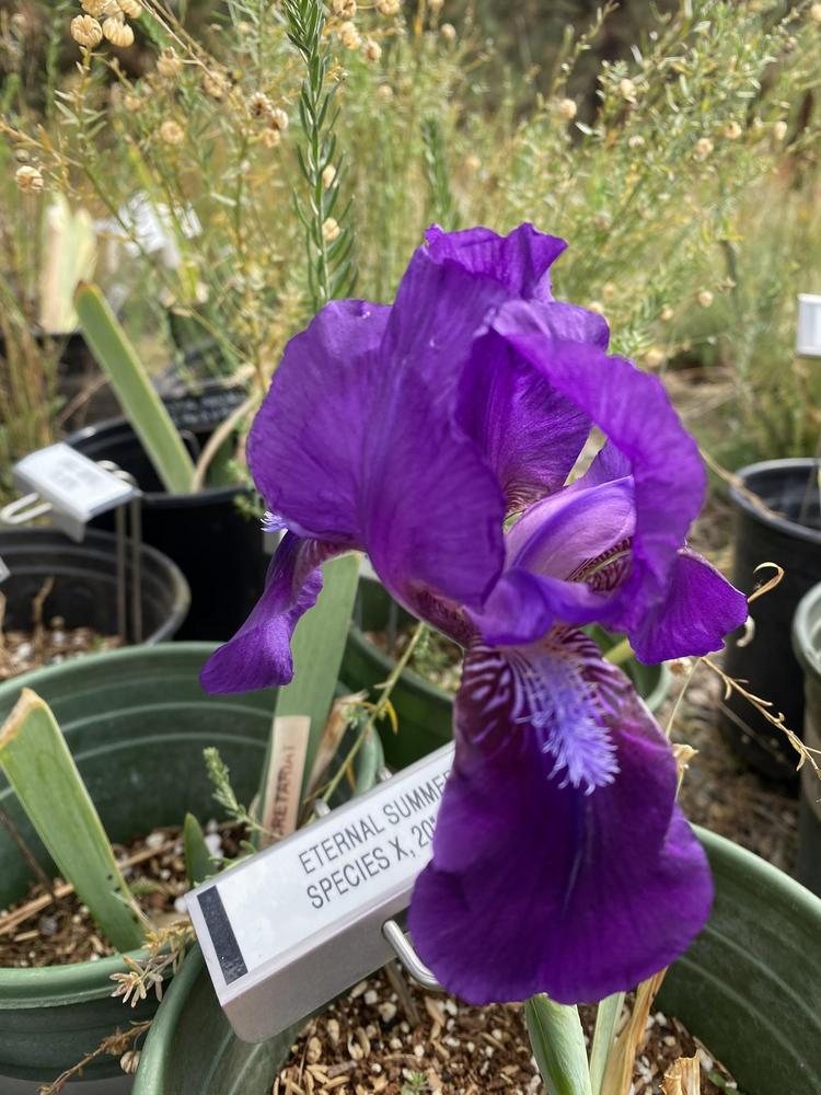 Photo of the bloom of Species X Iris (Iris 'Eternal Summer') posted by ...