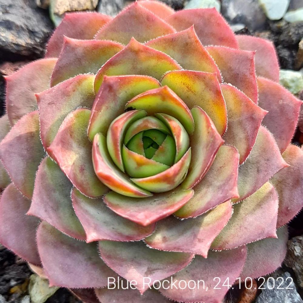 Photo of the entire plant of Hen and chicks (Sempervivum 'Blue Rockoon ...