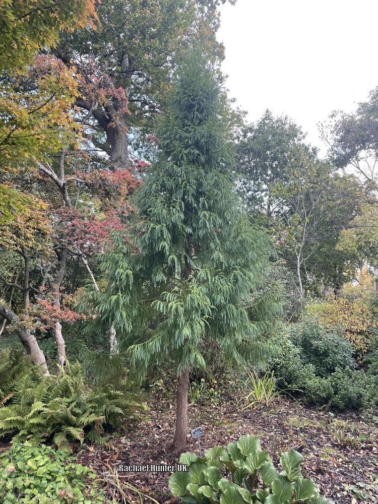 Taiwan Cedar (Taiwania cryptomerioides) - Garden.org