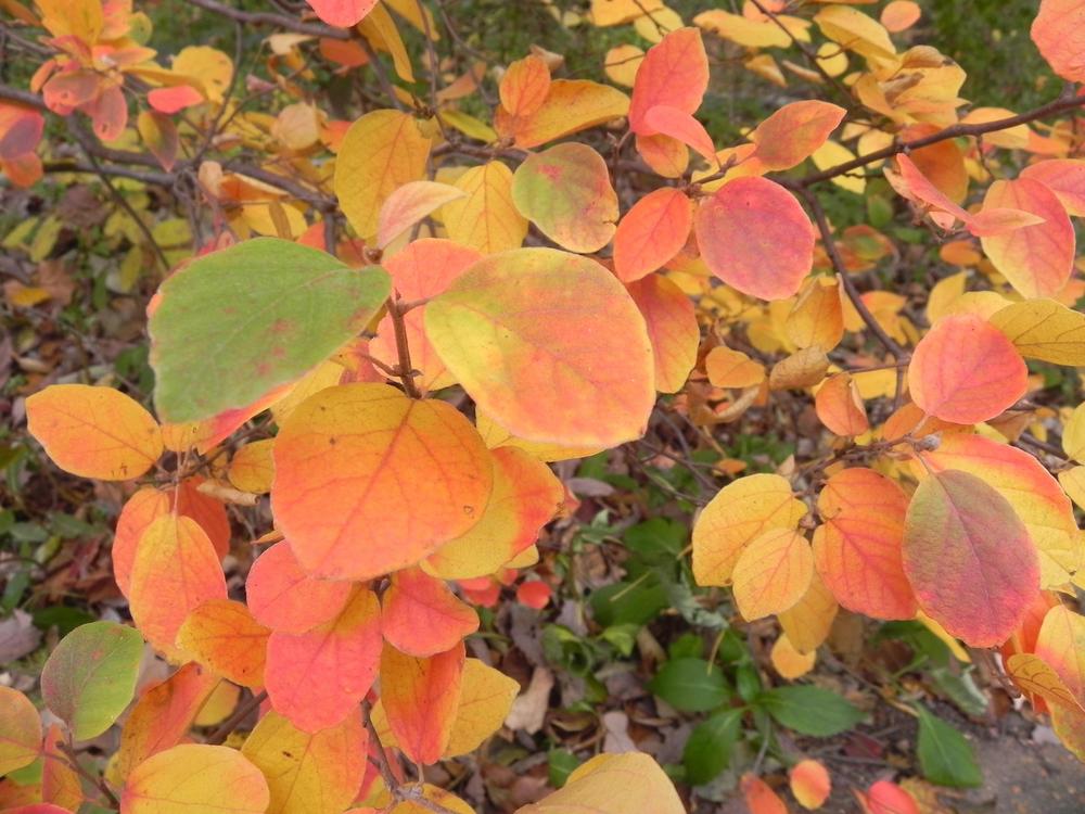 Photo of the fall color of Dwarf Fothergilla (Fothergilla gardenii ...